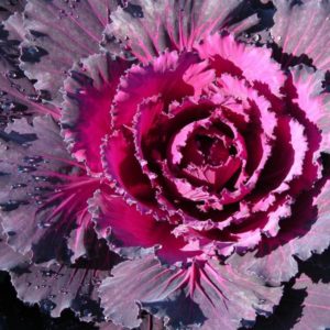 How To Grow And Care For Ornamental Cabbage Plants - Greengo Panda
